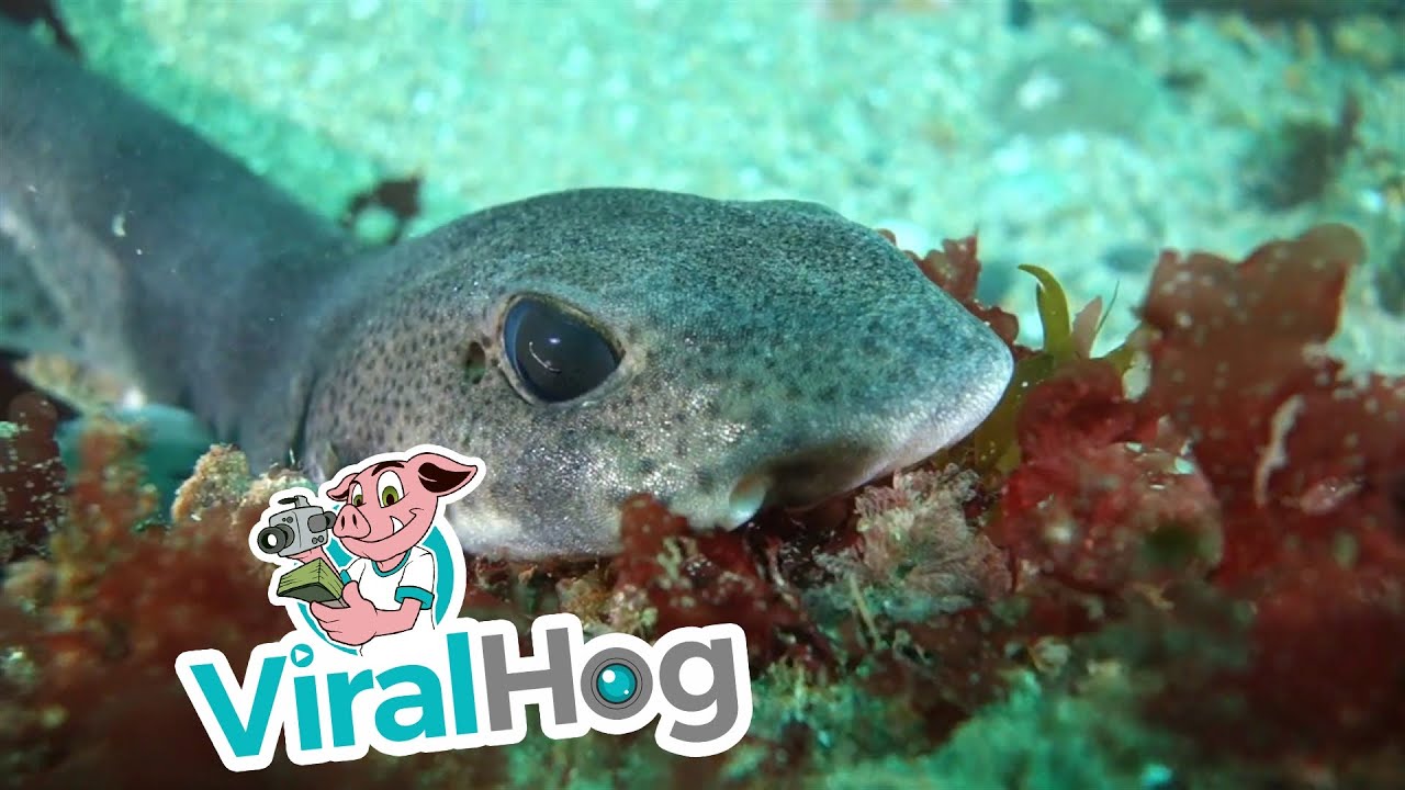 Close-up of a catshark
