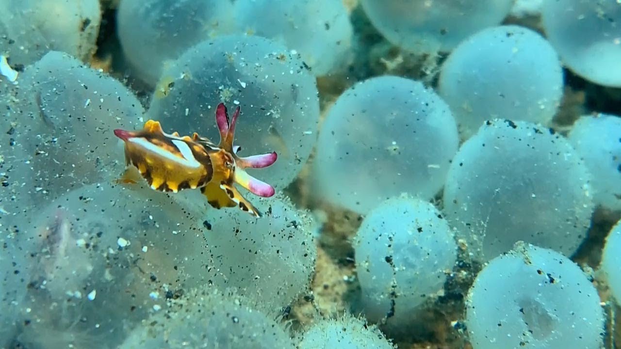 Colorful baby cuttlefish hatch from water eggs