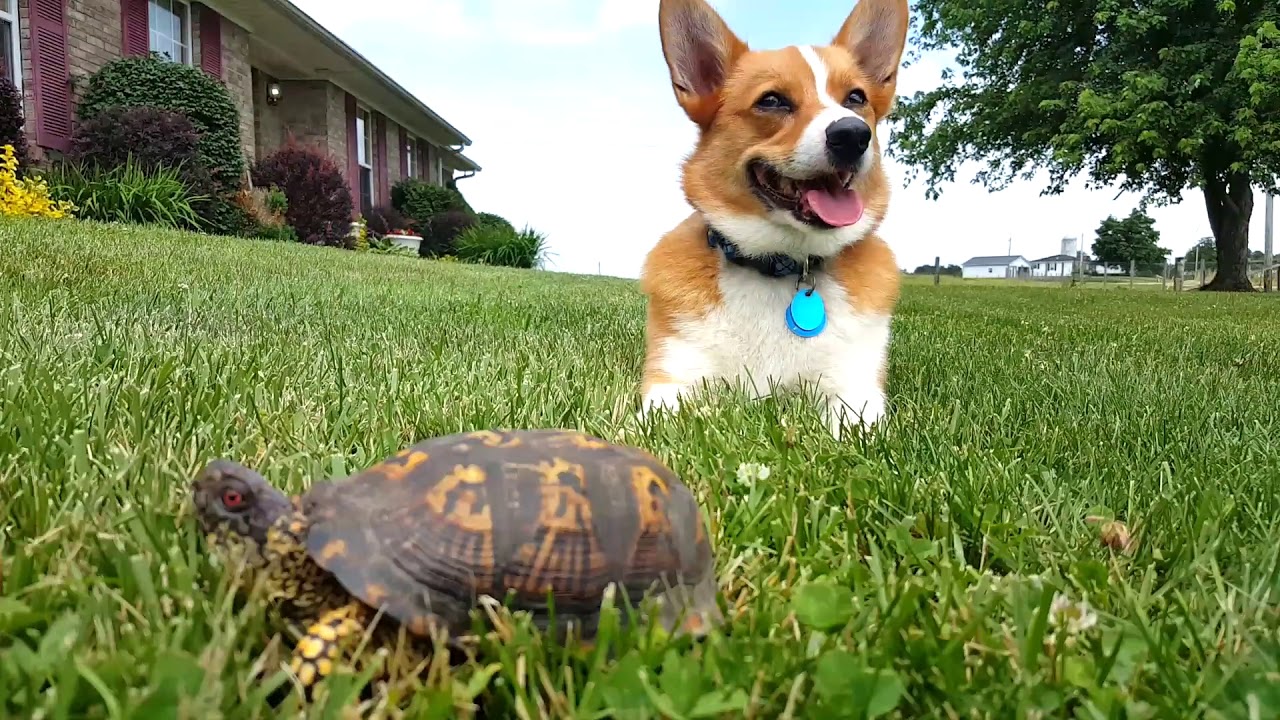 Corgi realizes that rock is a turtle