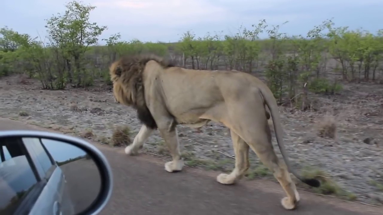 Obvious reminder: Do not tease lions.