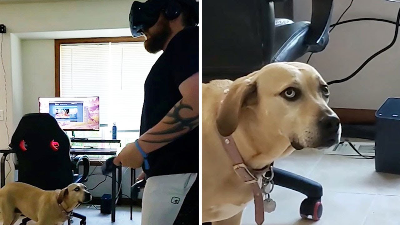 Dog's reaction to his human playing VR is priceless