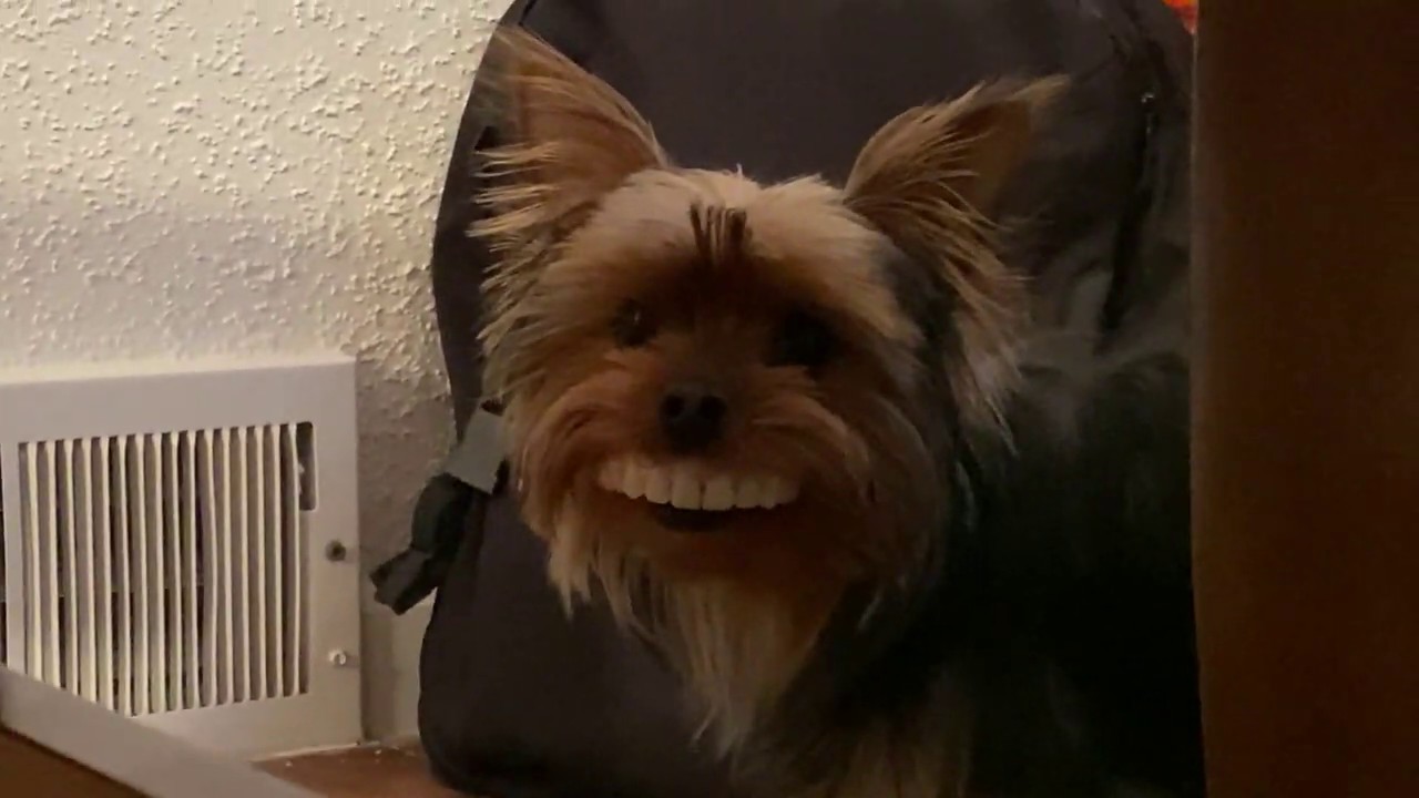 Dog rocks dentures.