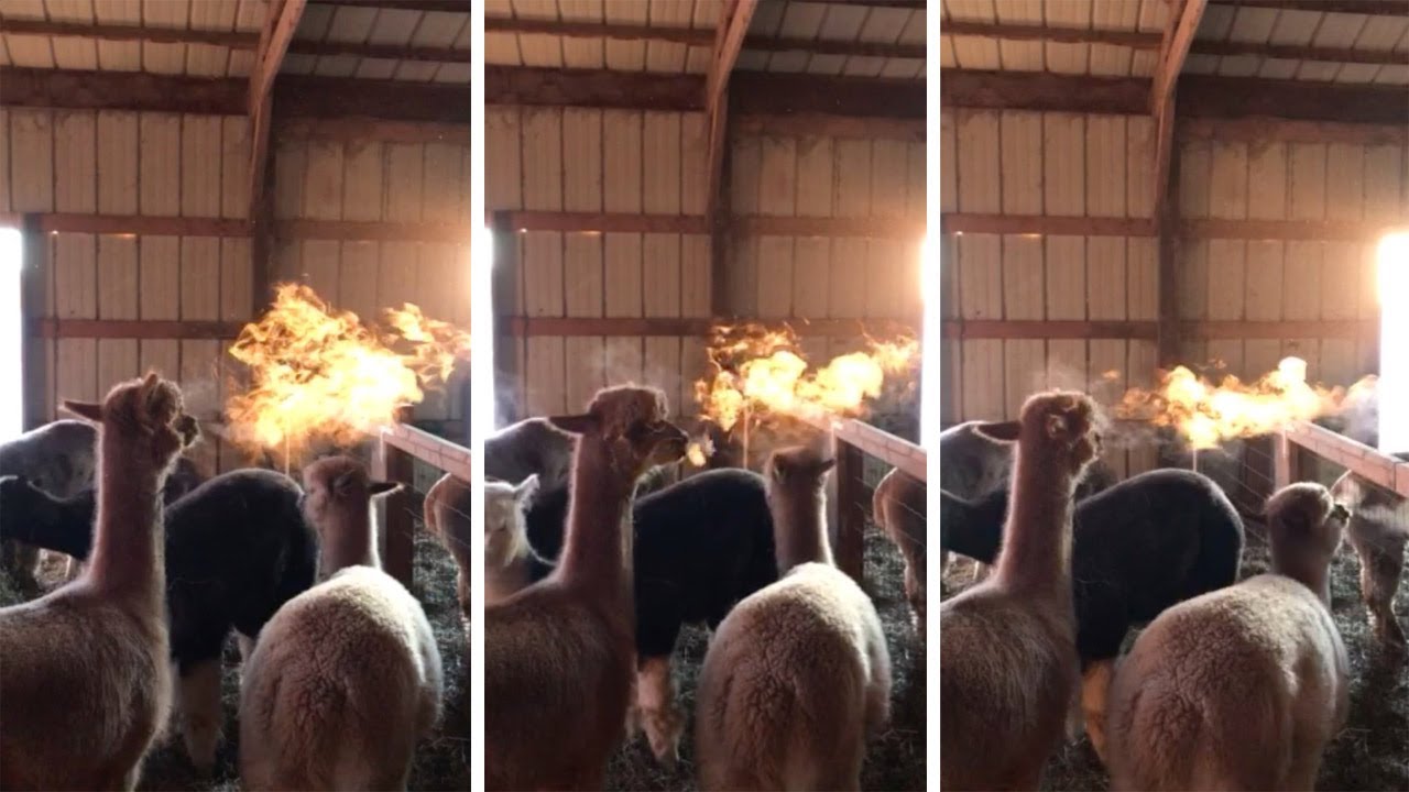 Fire-breathing alpaca