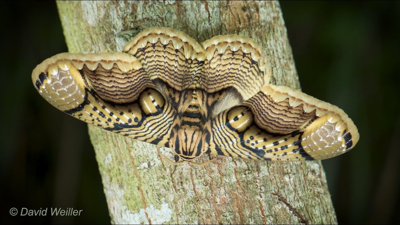 Giant moth with the intricate tiger eye wing pattern