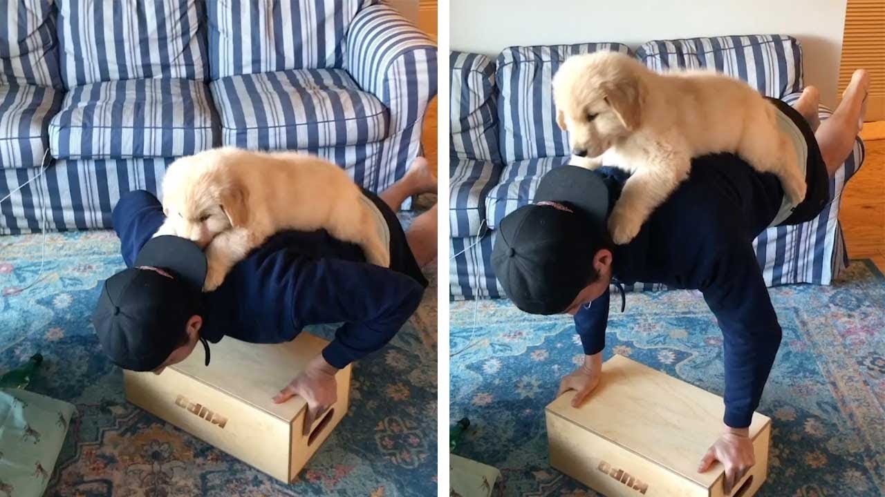 Puppy helps owner with his push ups