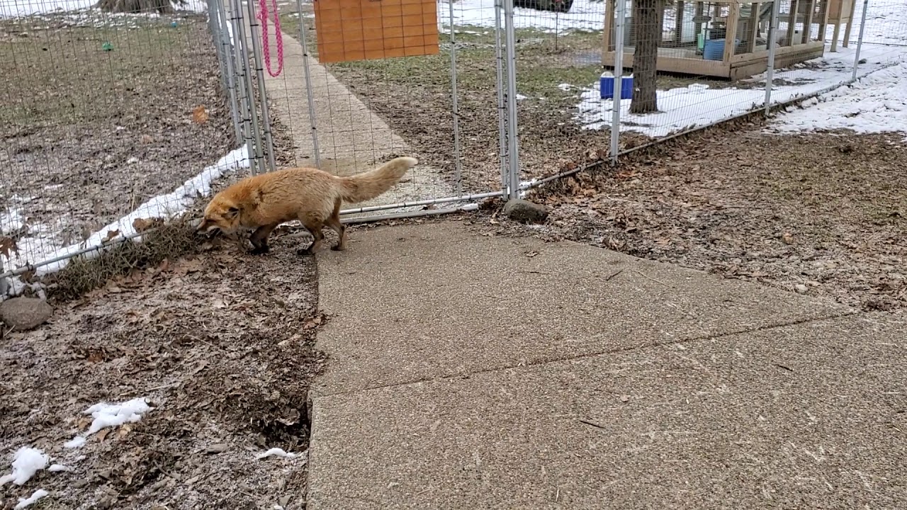 This fox's laugh when petted is hilarious.