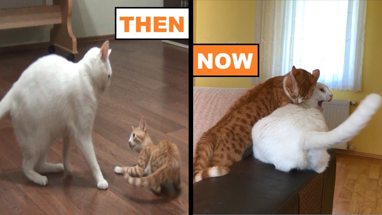 Shy Kitten Grows Up To Be The Alpha Cat Of The House