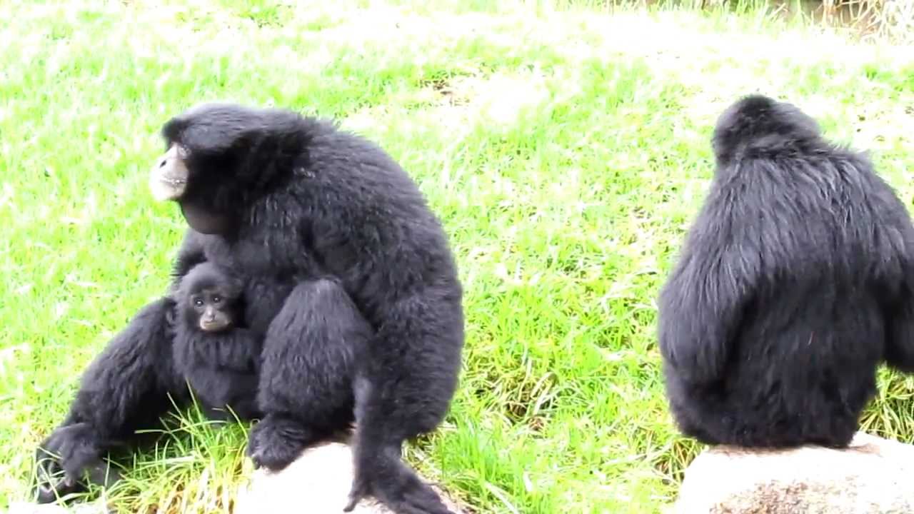 Siamang apes making a racket at the zoo
