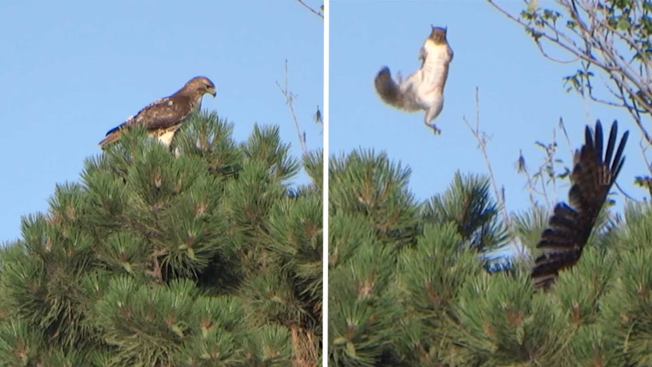 Squirrel narrowly misses becoming hawk's dinner