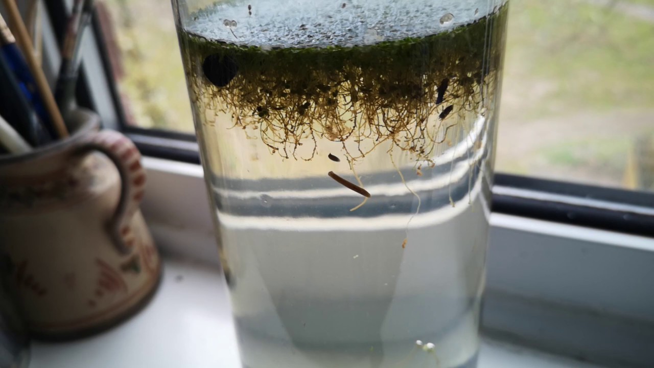 Pond on windowsill ecosphere experiment.