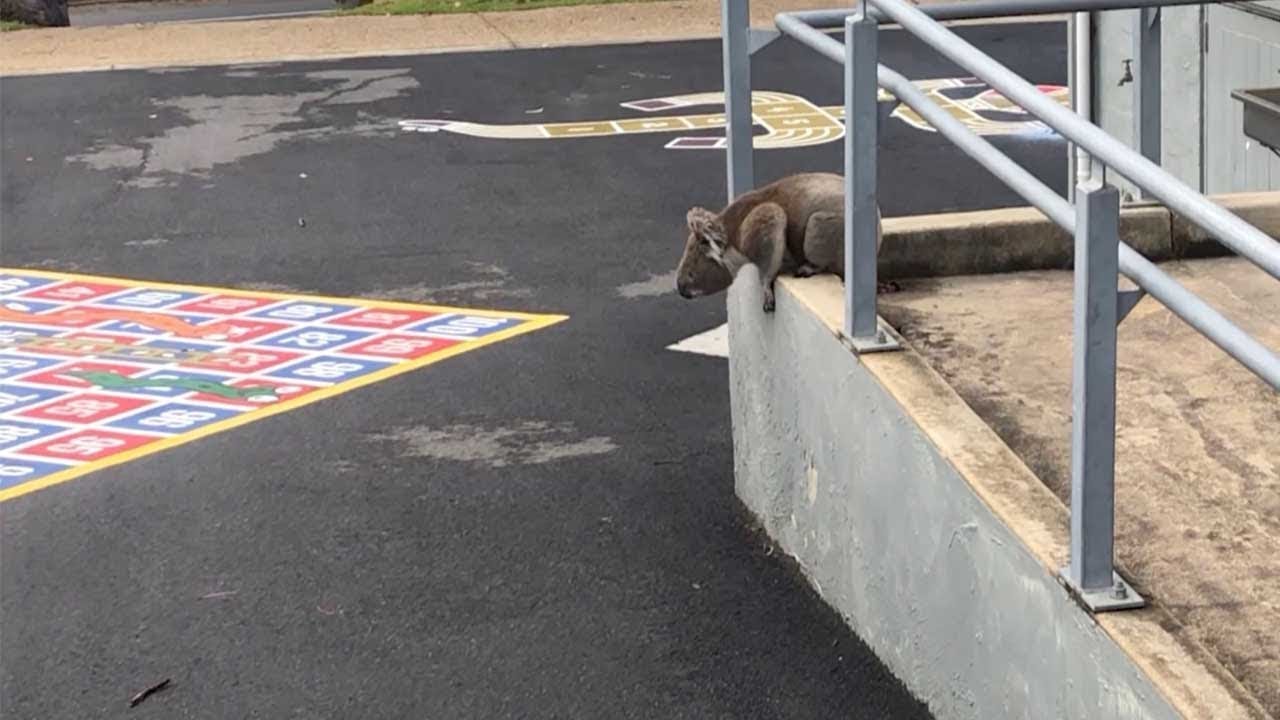 Curious Koala tours school playground