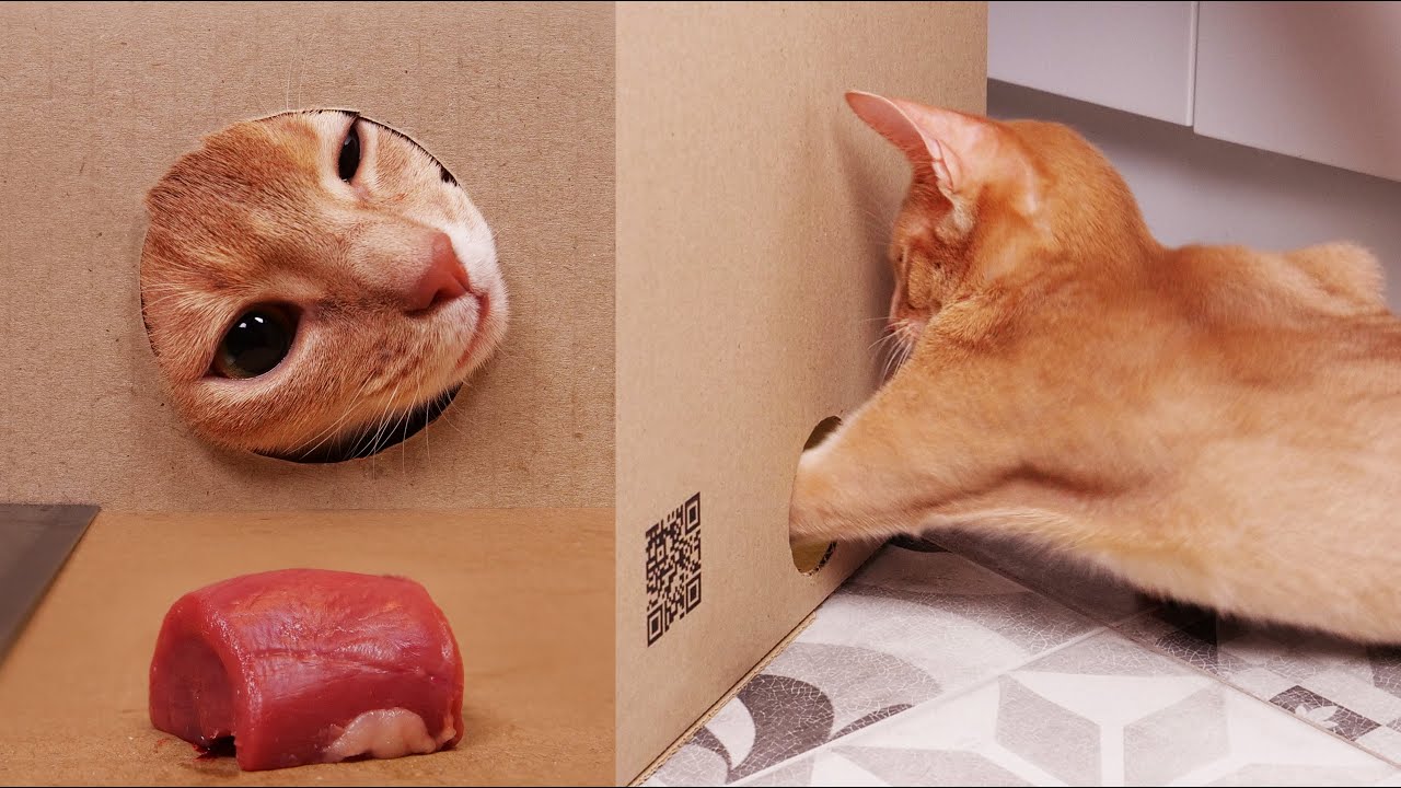 Can a cat grab this?