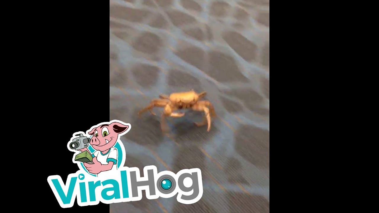 Crabs take over airport luggage carousel