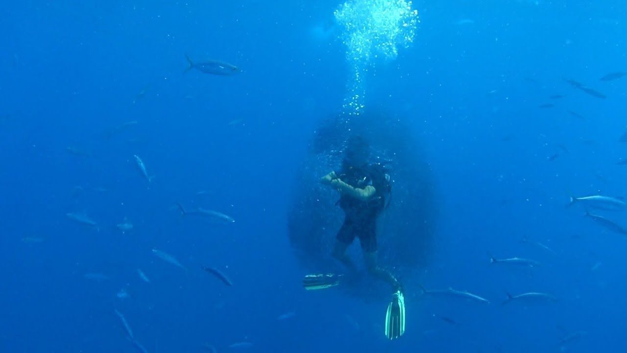Fish engulf diver in a "bait ball"