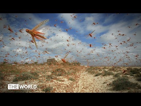 India suffers worst locust attack in 25 years