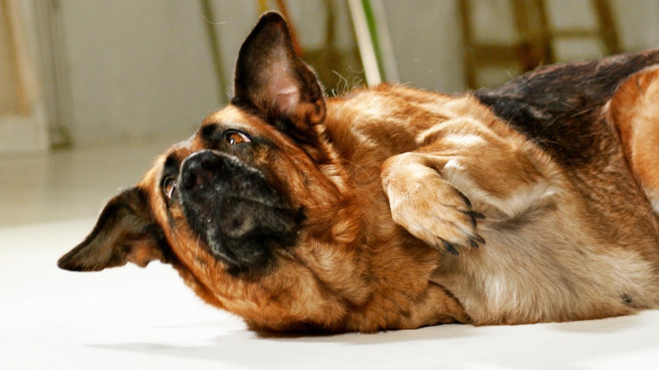 How dogs get up so fast, in 4K.