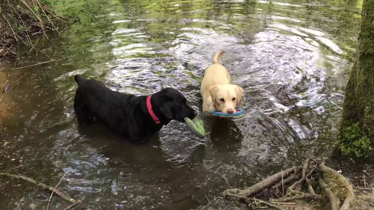 Sports commentator dogs Olive and Mable are back and playing in a pond
