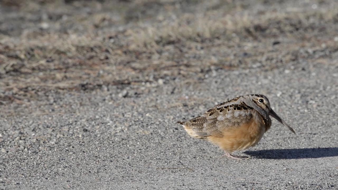 Tiny dancing bird struts his stuff