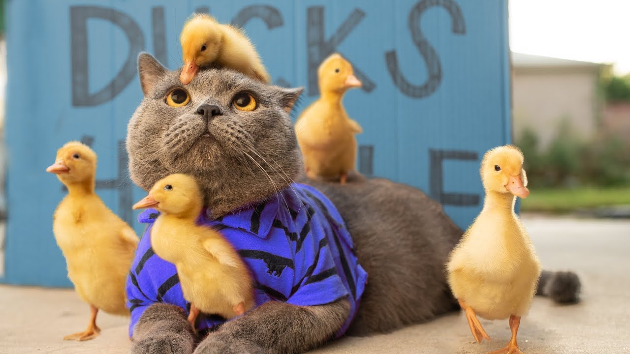 Short film starring cat looking for an adoptive family for lost ducklings