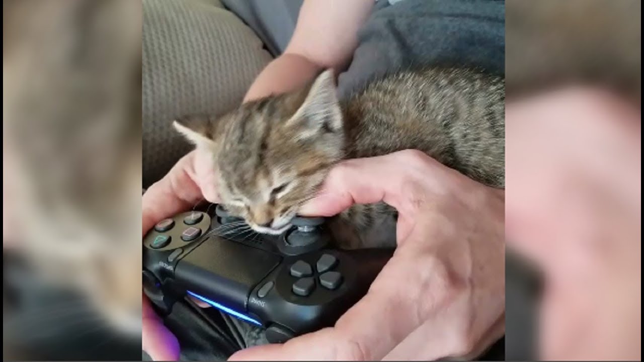 Kitten falls asleep on PS4 controller during game