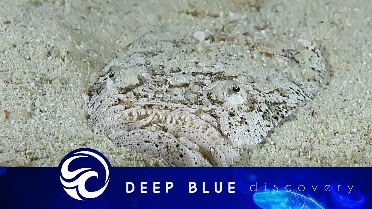 Stargazer fish is perfectly camouflaged on ocean floor