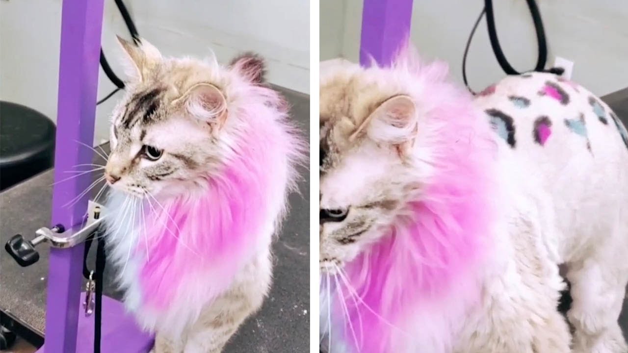 Creative cat groomer shows off unusual looks.