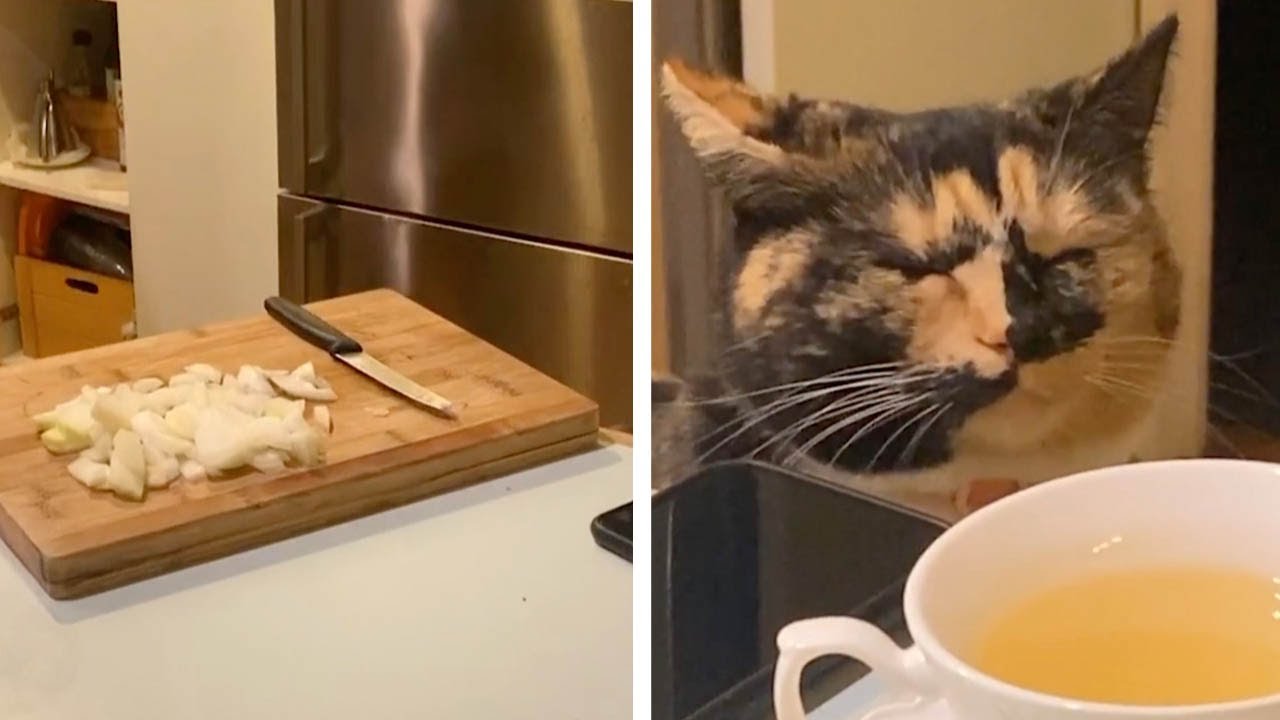 Cats cry around chopped onions too