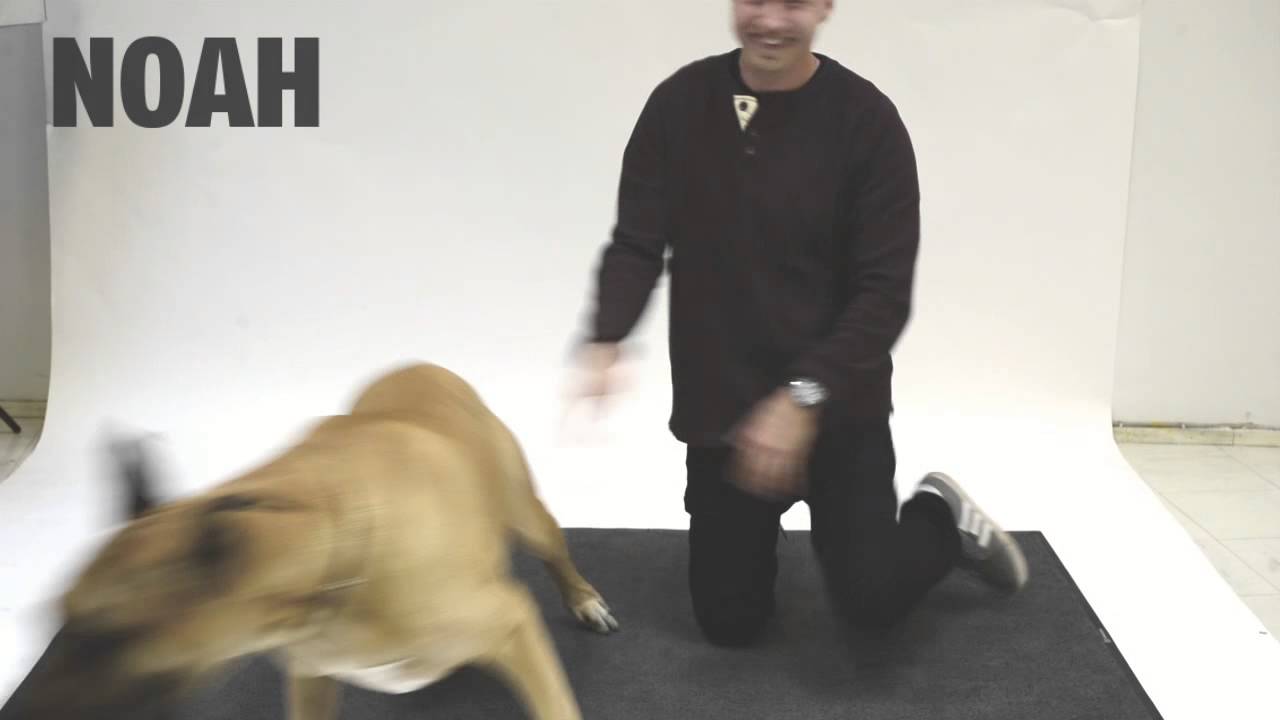 Dogs react to human barking