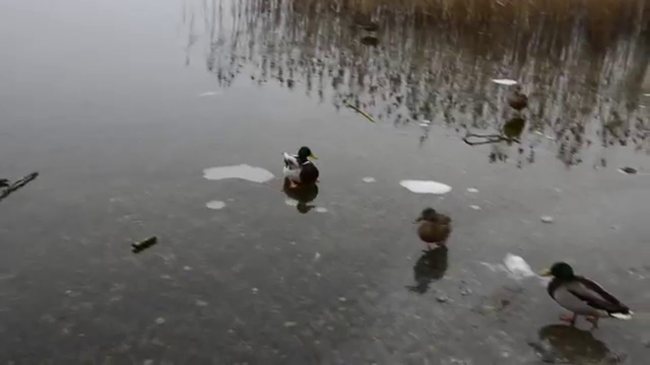 Ducks on ice.