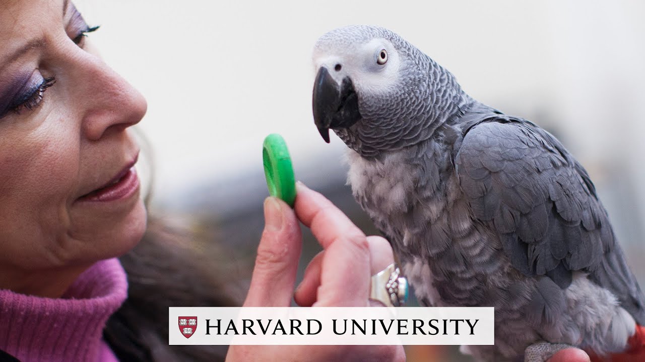 Extremely smart parrot outperforms college students
