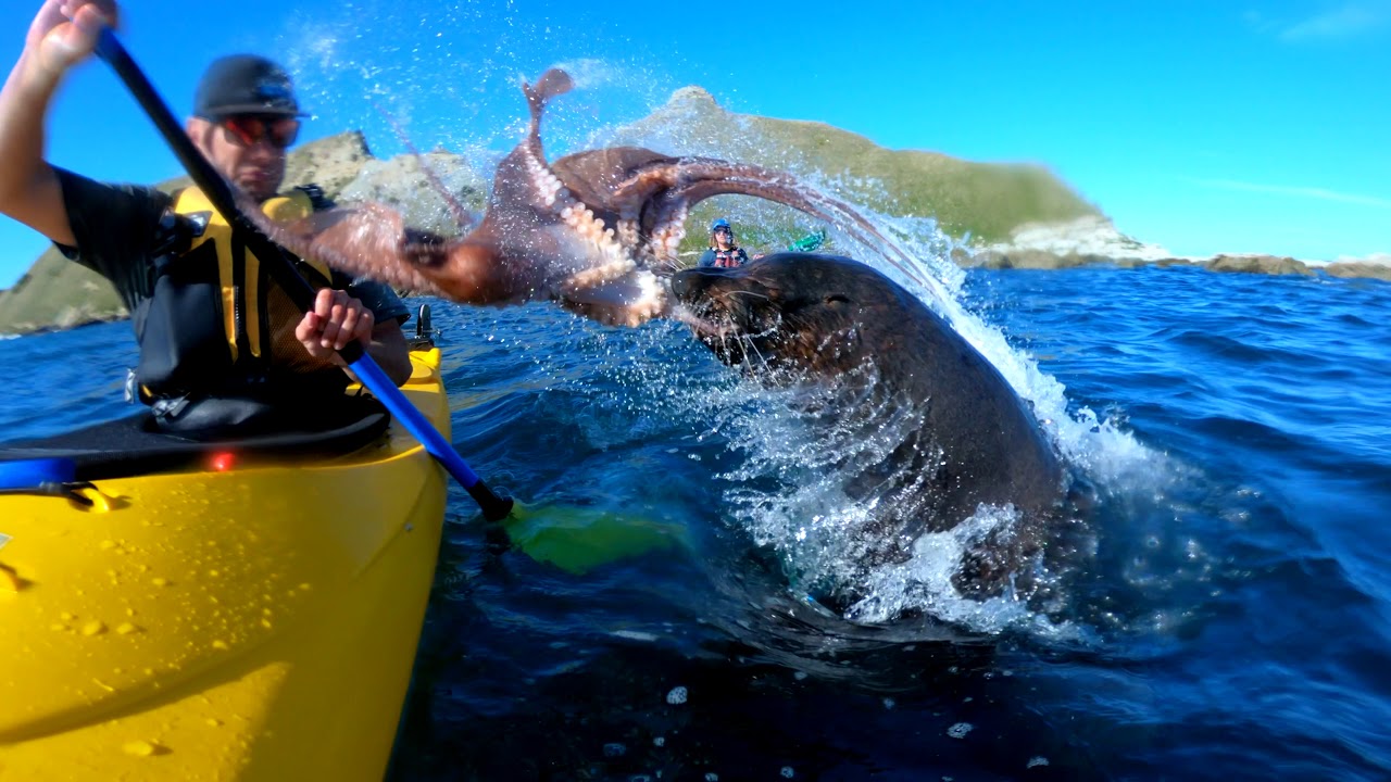 GoPro captures seal slapping a kayaker with an octopus