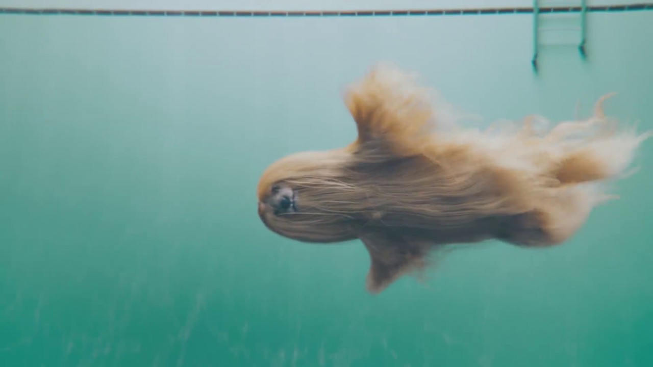 Mysterious long-haired creature gliding smoothly underwater