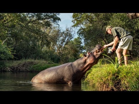 Ranger rescues orphaned hippo