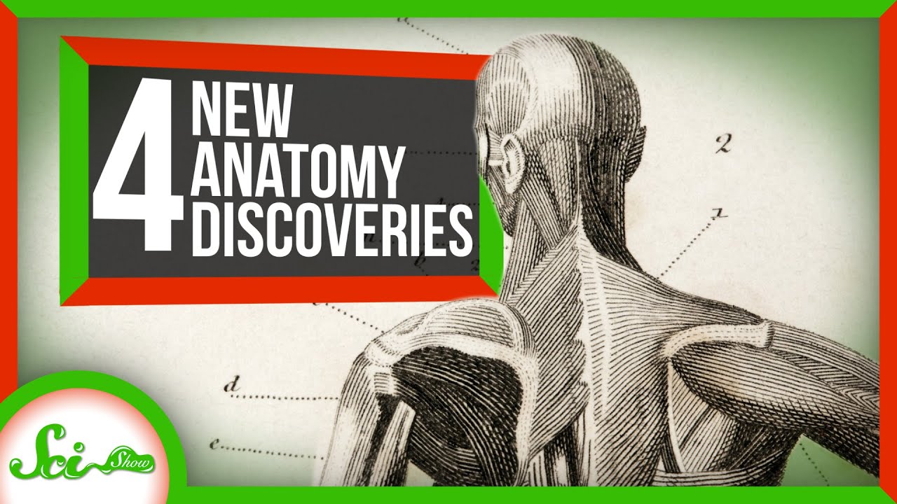 Scientists have discovered 4 body parts in the last 10 years