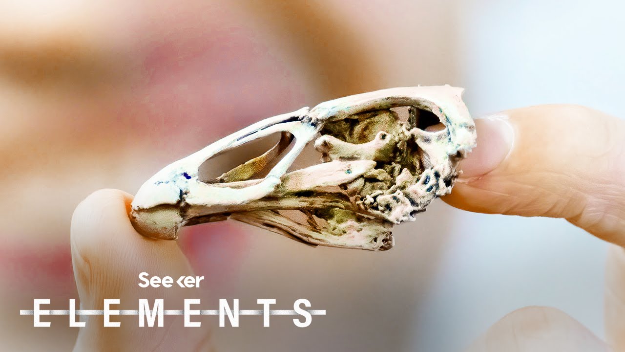 Meet the "wonderchicken" who survived the dinosaur extinction.