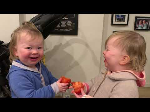 Toddler twins giggle uncontrollably while munching tomatoes