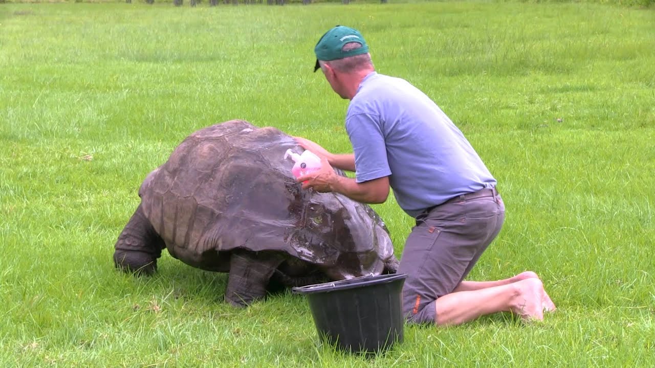 When the oldest known living land animal got its first bath