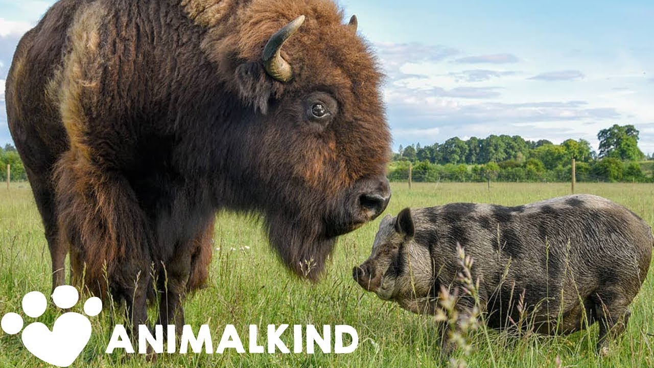 1,200-pound blind bison takes care of farm.