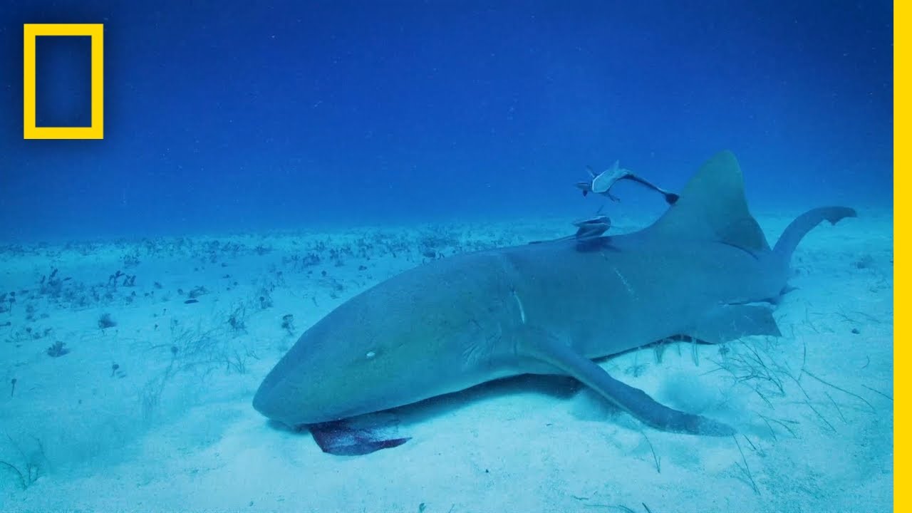 Scientists test how sharks detect magnetic fields Scientists test how sharks detect magnetic fields