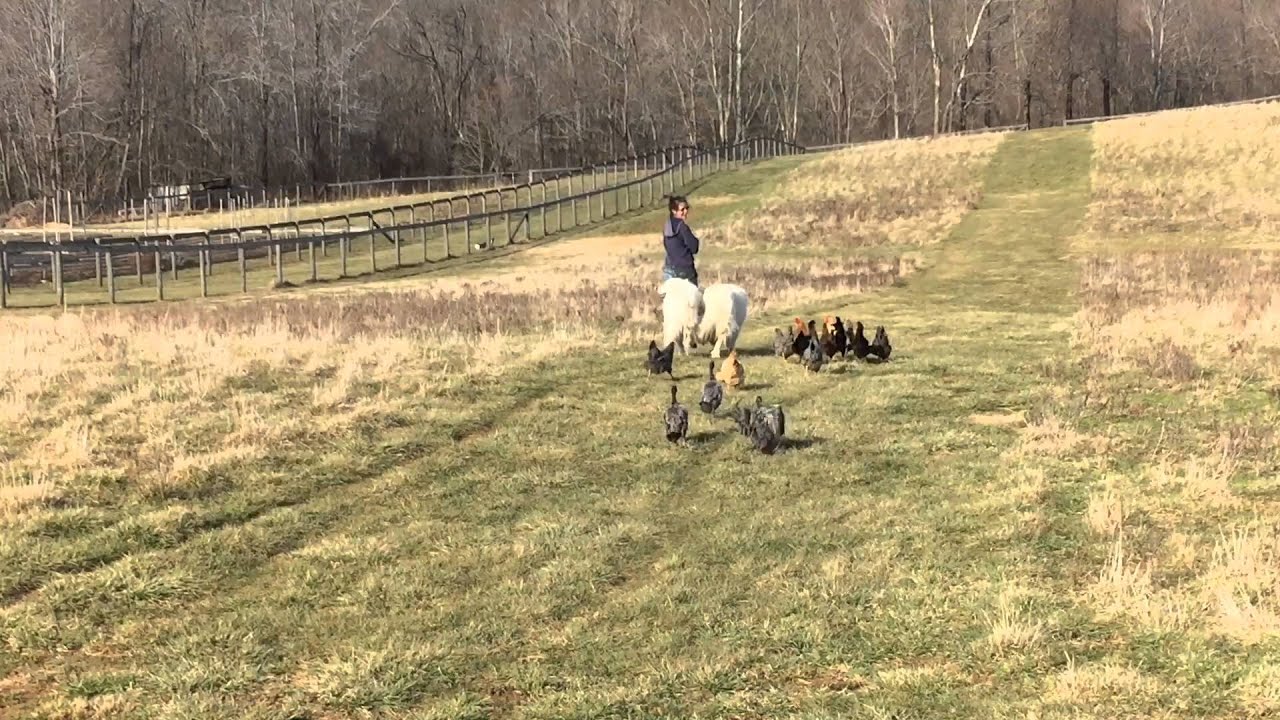 Farmer going for a "quack" walk with her animals