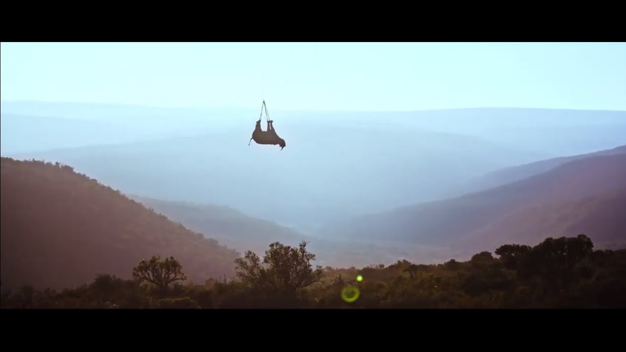 Helicopter sweeps black rhino to safety.