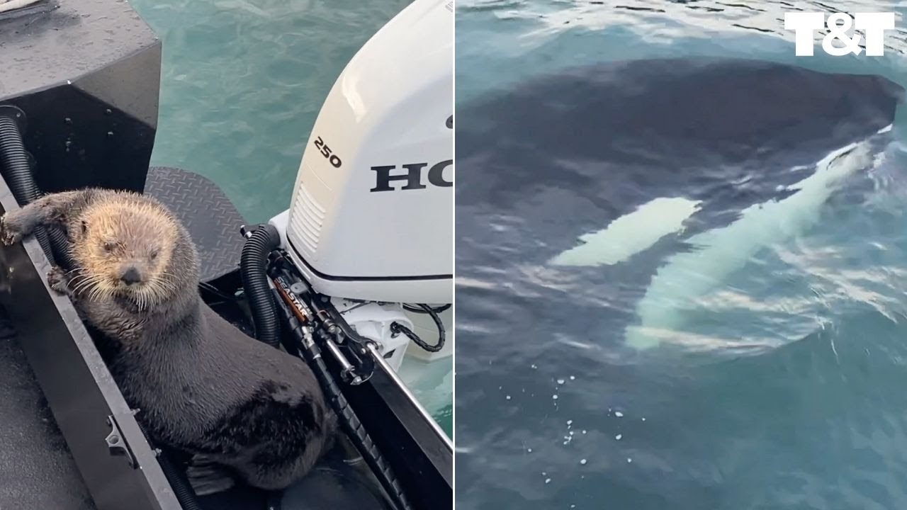 Otter jumps onto boat to escape orca