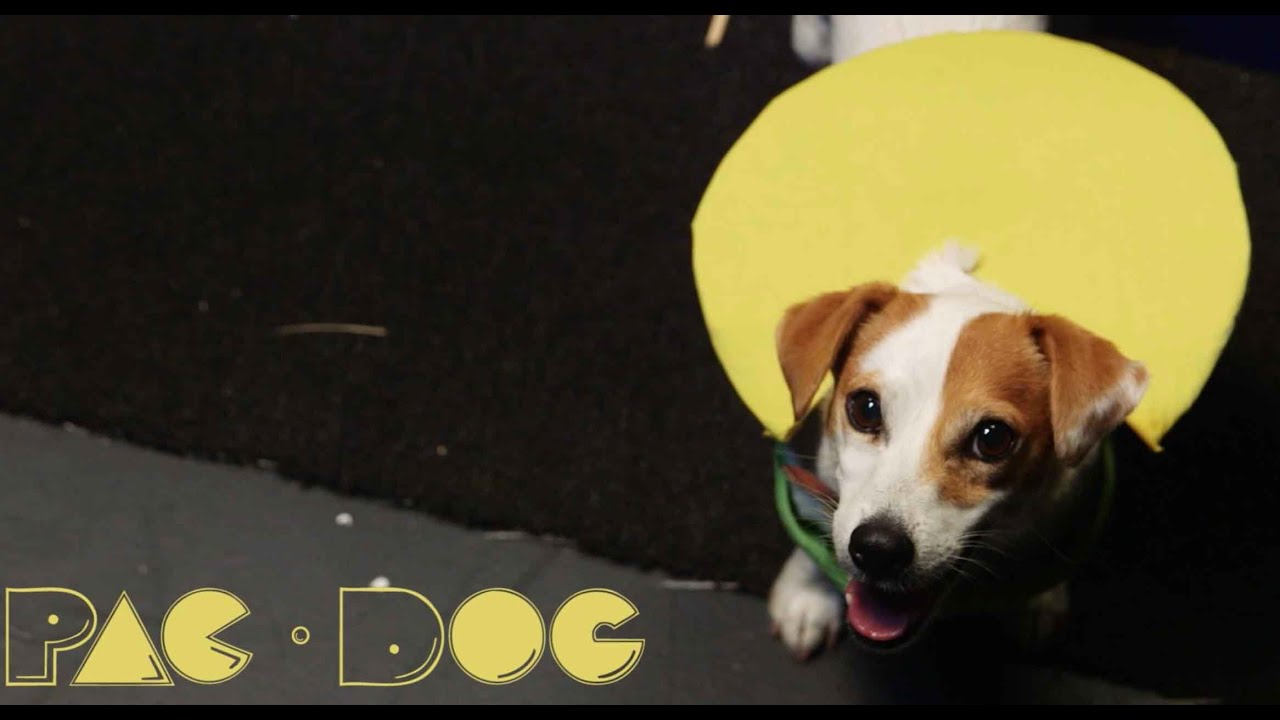 Pac-Man as a dog