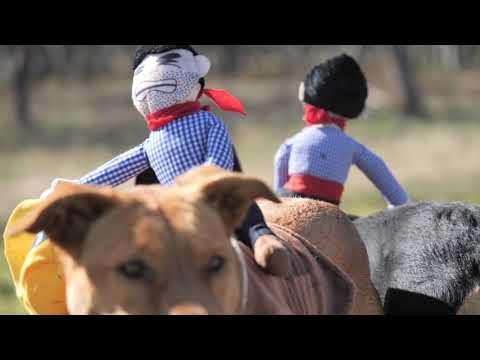 Someone strapped cowboy dolls on dogs' backs and sent them into cow pasture