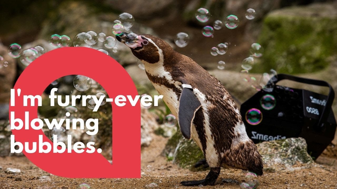 Penguins play with a bubble machine.
