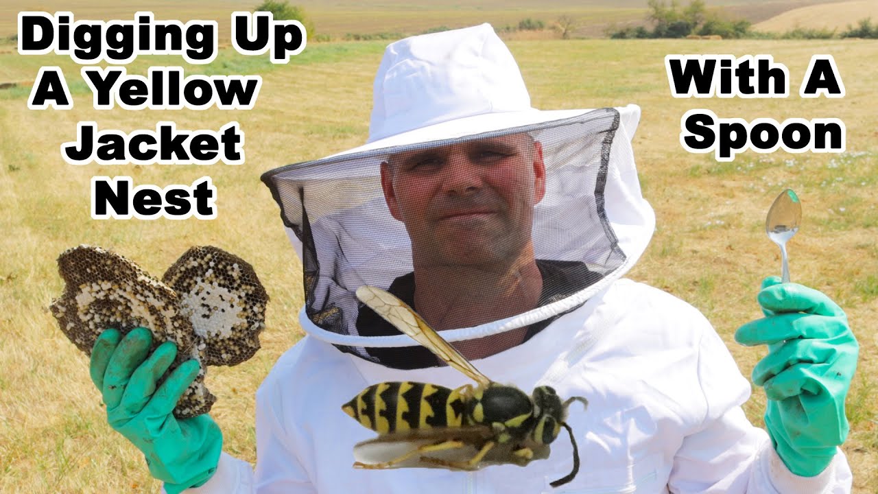 Digging up angry Yellow Jacket's nest with a spoon