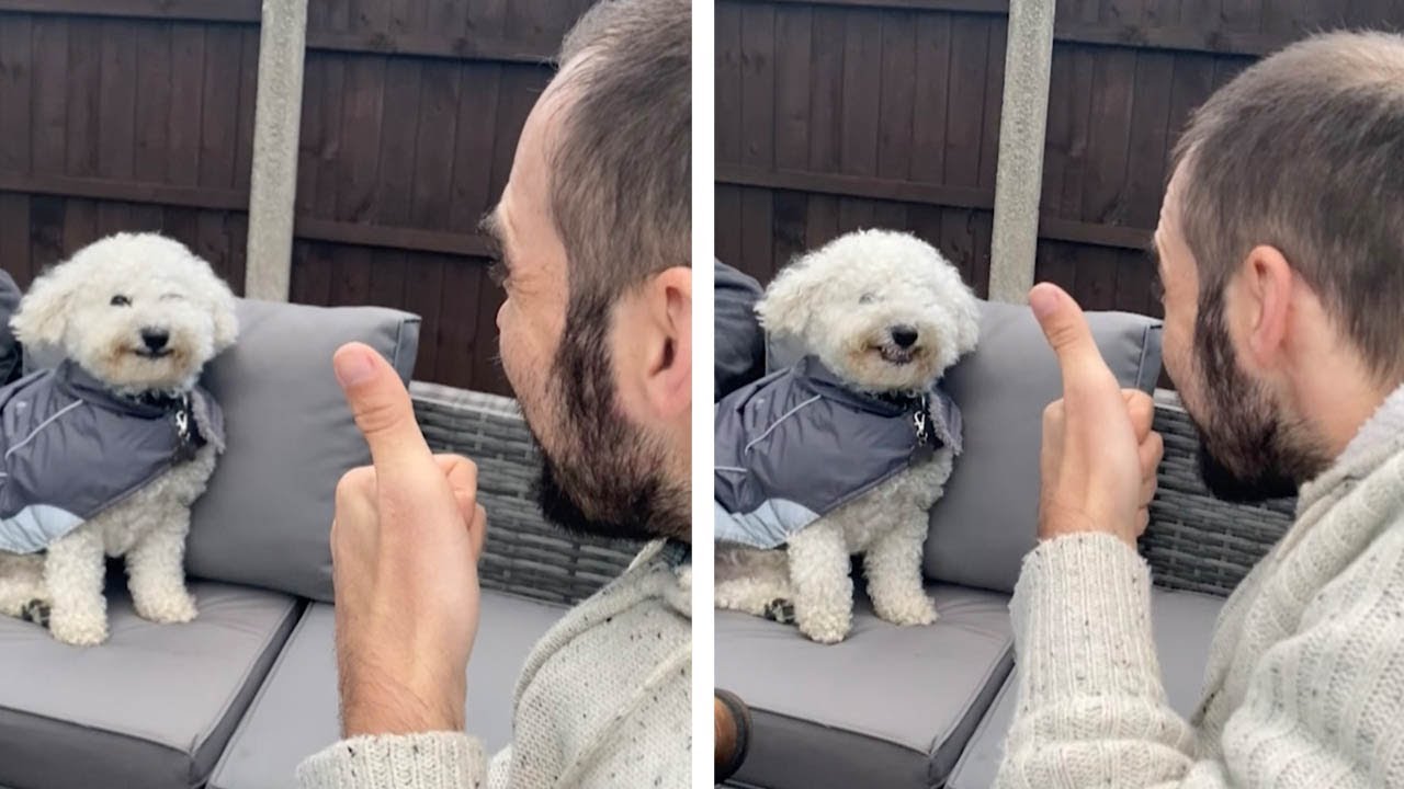 Sweet pup can't stop smiling.