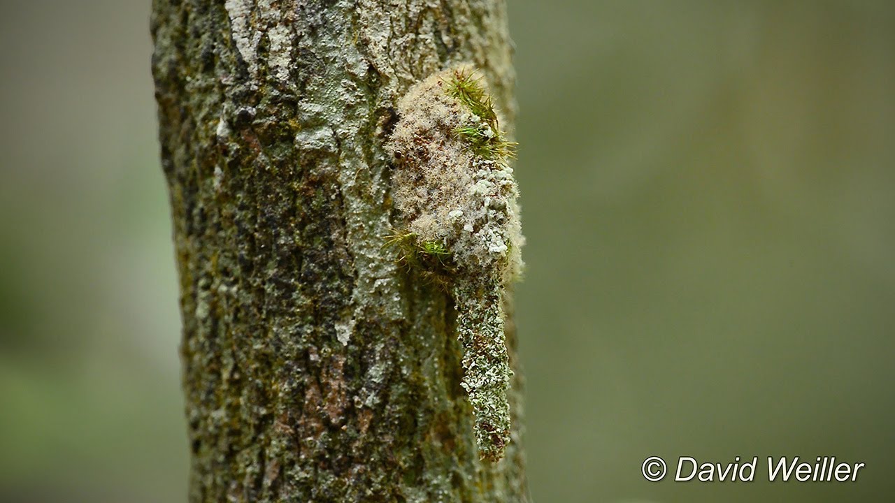Moth larva has genius disguise.
