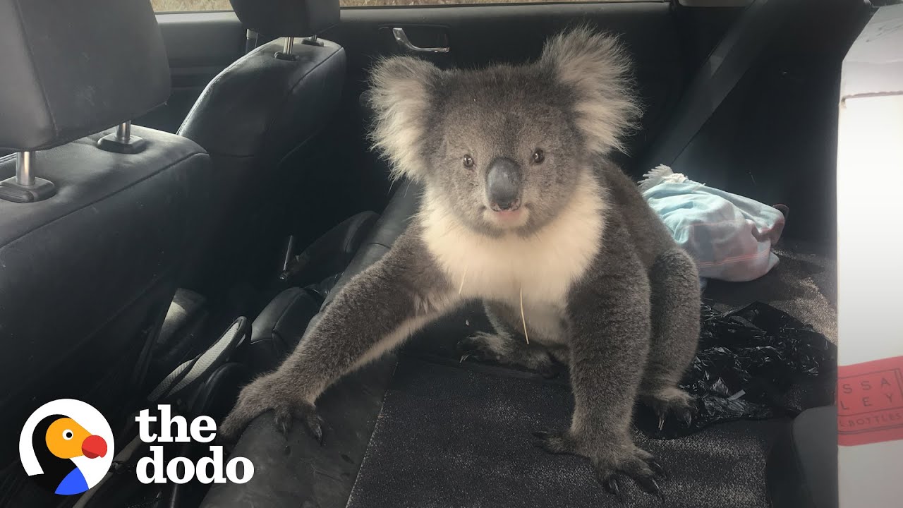 When you find a koala inside your car
