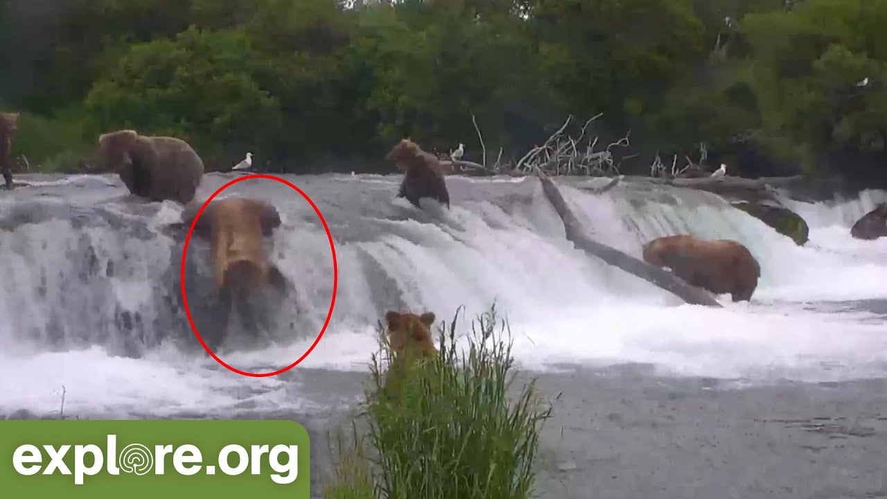 Bears hilariously fall into river.